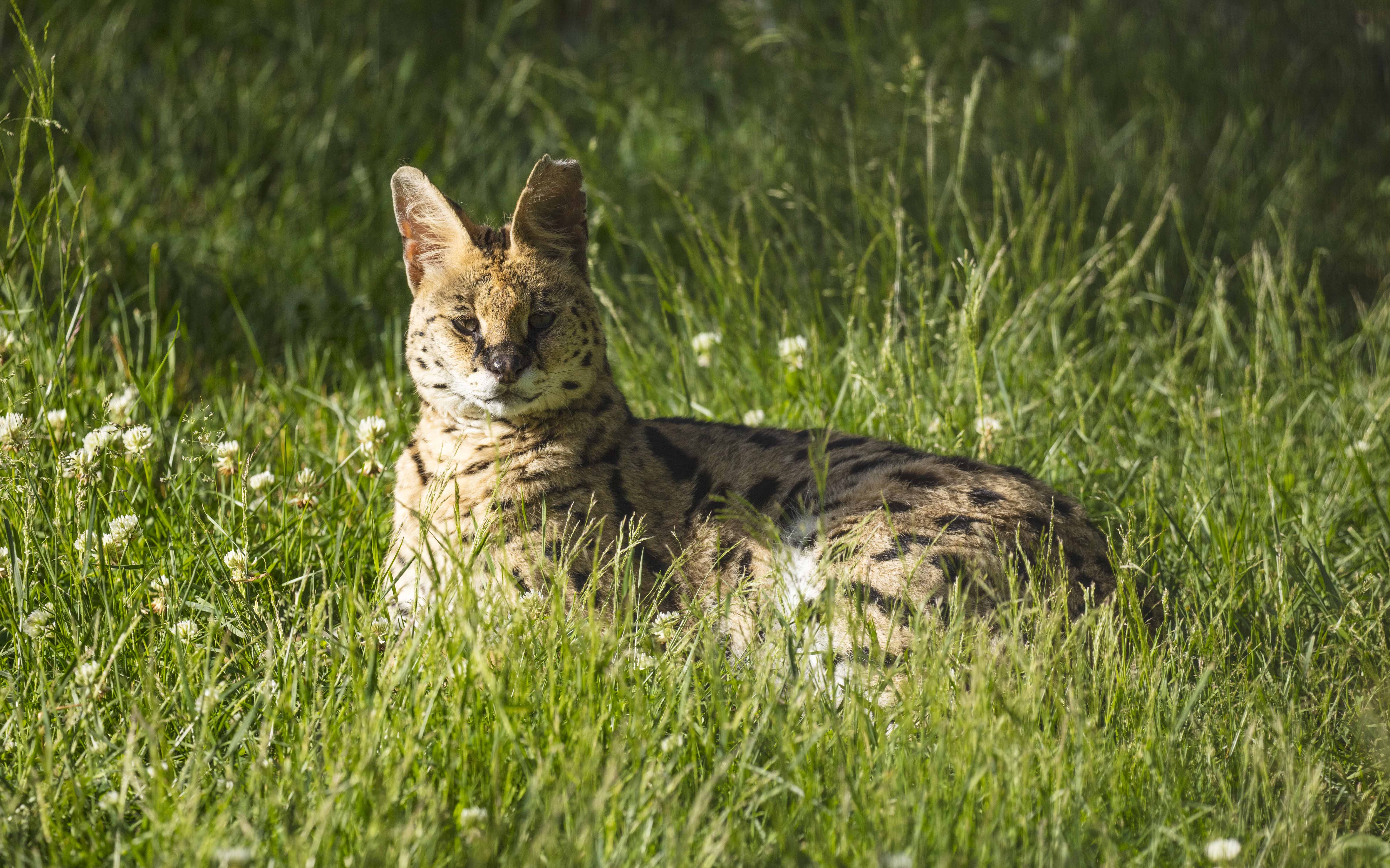 The Wildcat Sanctuary – Thoughts